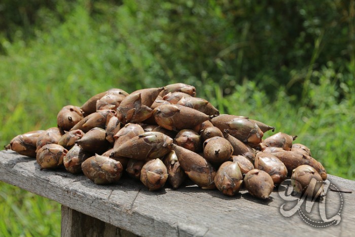 Maripa – Ti Molokoy blog