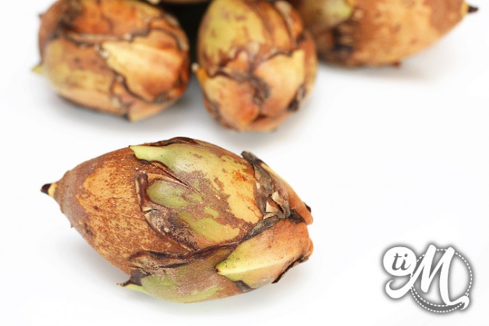 Maripa – Ti Molokoy blog