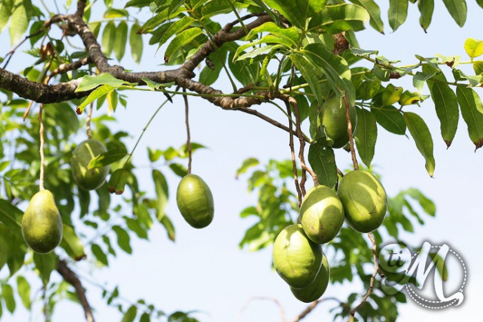 Prune de cythère – Ti Molokoy blog