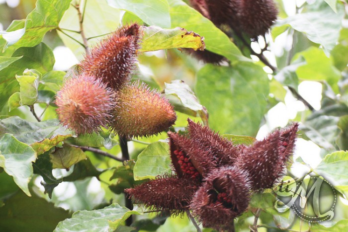 Roucou – Ti Molokoy blog