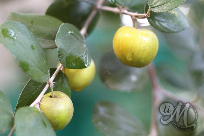 Surette – Ti Molokoy blog