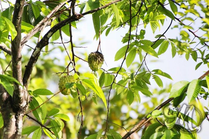 Abriba – Ti Molokoy blog