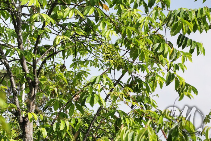 Abriba – Ti Molokoy blog