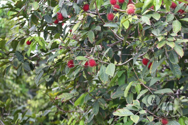 Ramboutan – Ti Molokoy blog