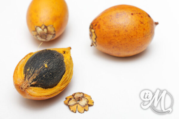 Awara – Ti Molokoy blog